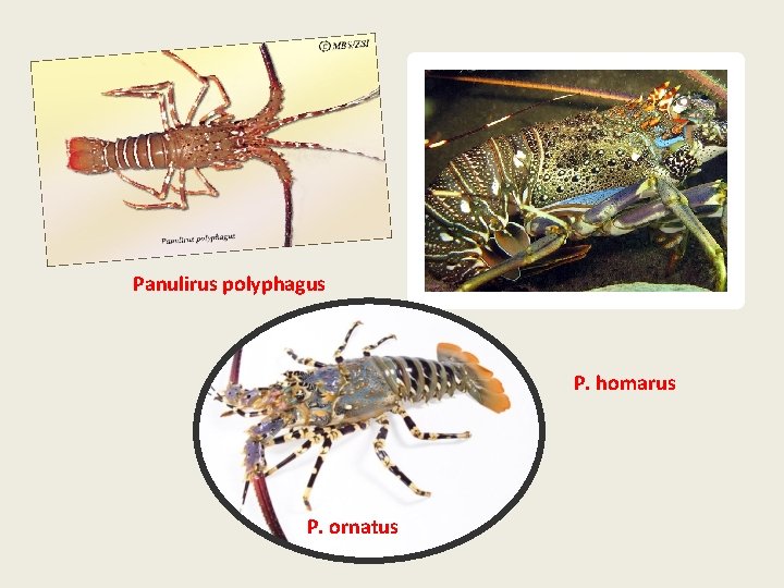 Mud crab culture Introduction Among the marine edible