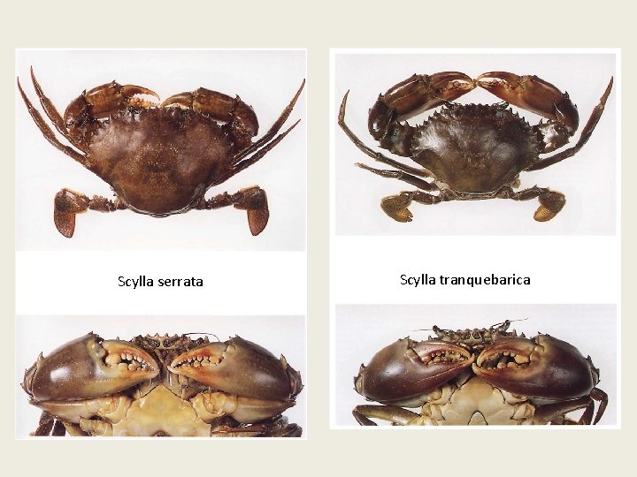 Mud crab culture Introduction Among the marine edible
