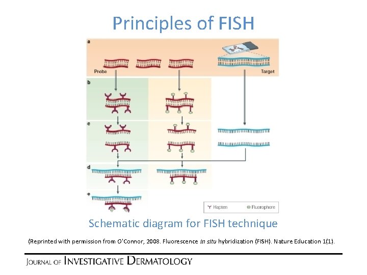 Research Techniques Made Simple Fluorescence In Situ Hybridization