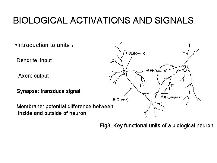 NEURAL NETWORK THEORY NEURAL DYNAMIC 1 ACTIVATIONHS AND
