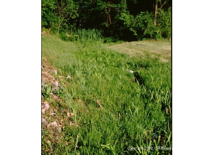 Design of Vegetative Filtering SystemsOpen Channels and Filter