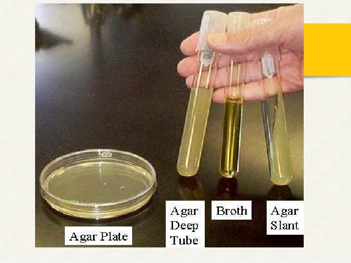 Media preparation and sterilization Aseptic technique pure culture