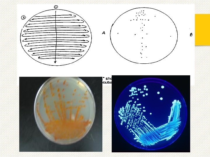Media preparation and sterilization Aseptic technique pure culture