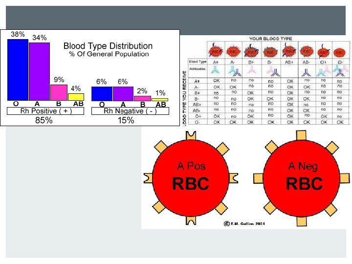 WHATS YOUR BLOOD TYPE A B AB O