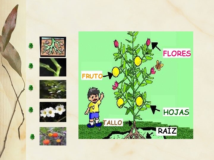 LAS PLANTAS QU SON LAS PLANTAS SON SERES