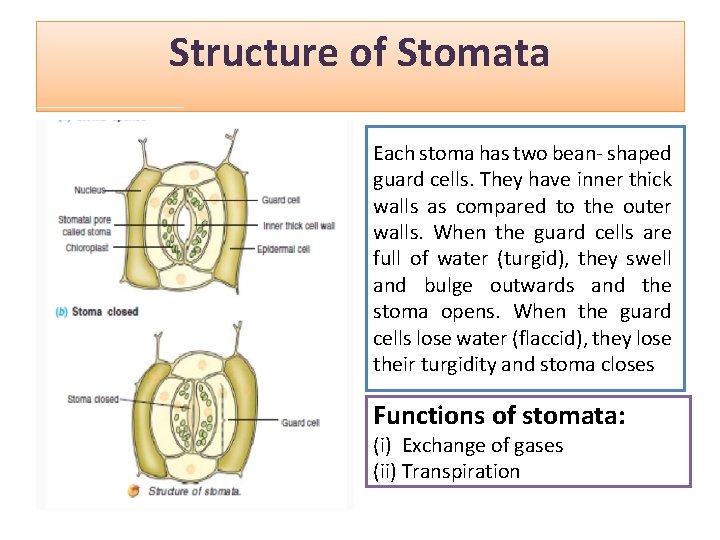 PHOTOSYNTHESIS Class VII Subject Biology Part 1 Photo