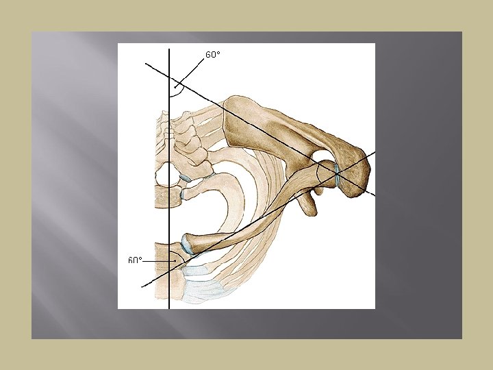 JOINTS OF THE UPPER LIMB Connection of the