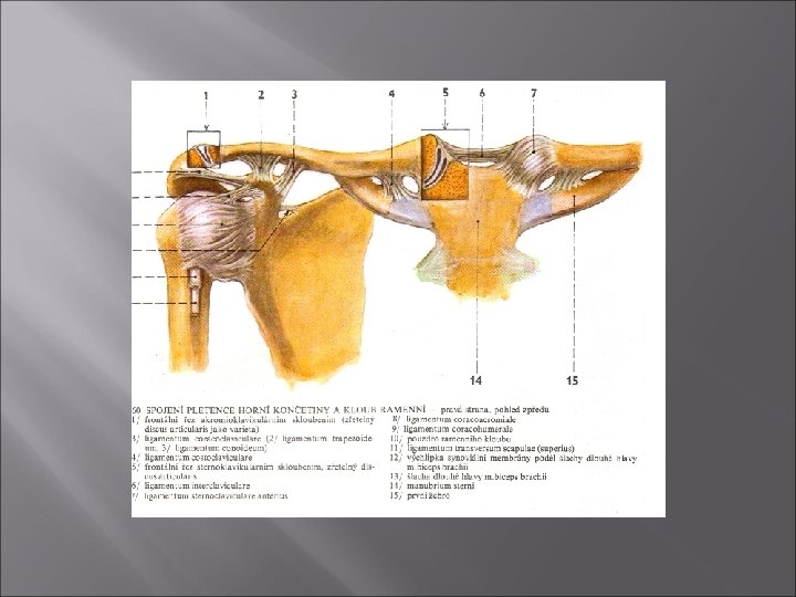 JOINTS OF THE UPPER LIMB Connection of the