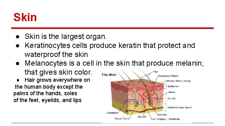 Integumentary system By Natasha S and Desmond C