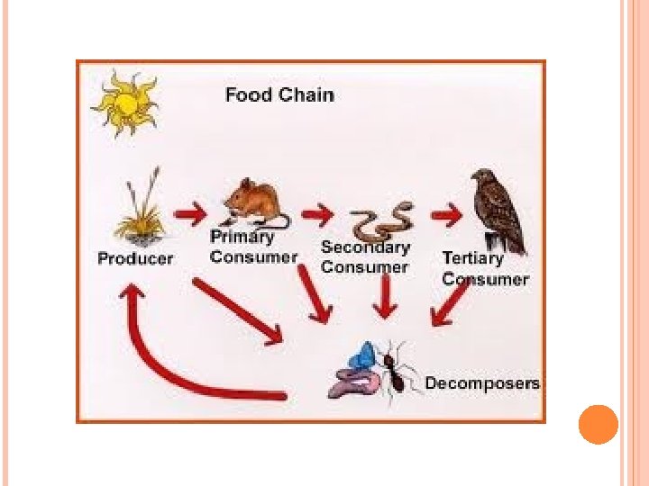 BIOACCUMULATION FOOD CHAINS VOCABULARY REVIEW Trophic Levels A