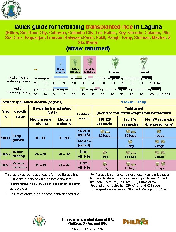 Quick guide for fertilizing transplanted rice in Laguna