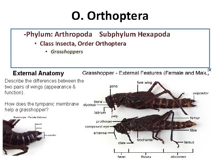 LABORATORIO Phylum Arthropoda Subphylum Hexapoda Phylum Arthropoda ...
