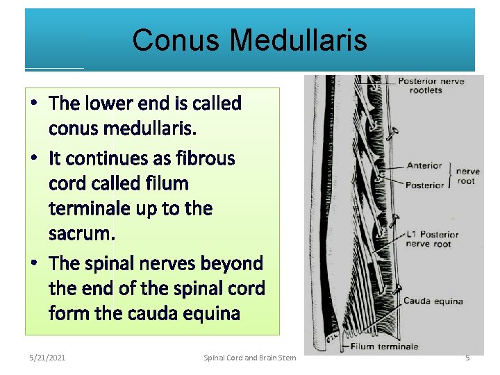Spinal Cord and Brain Stem Prof K Sivapalan