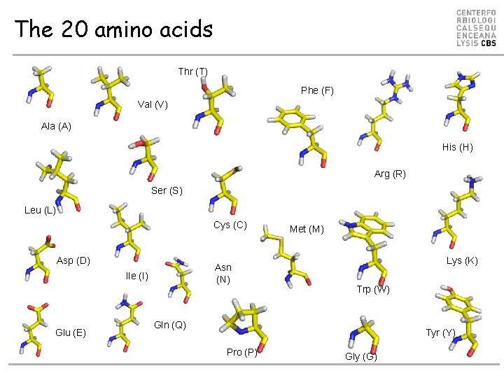 Outline 1 What is an amino acid protein
