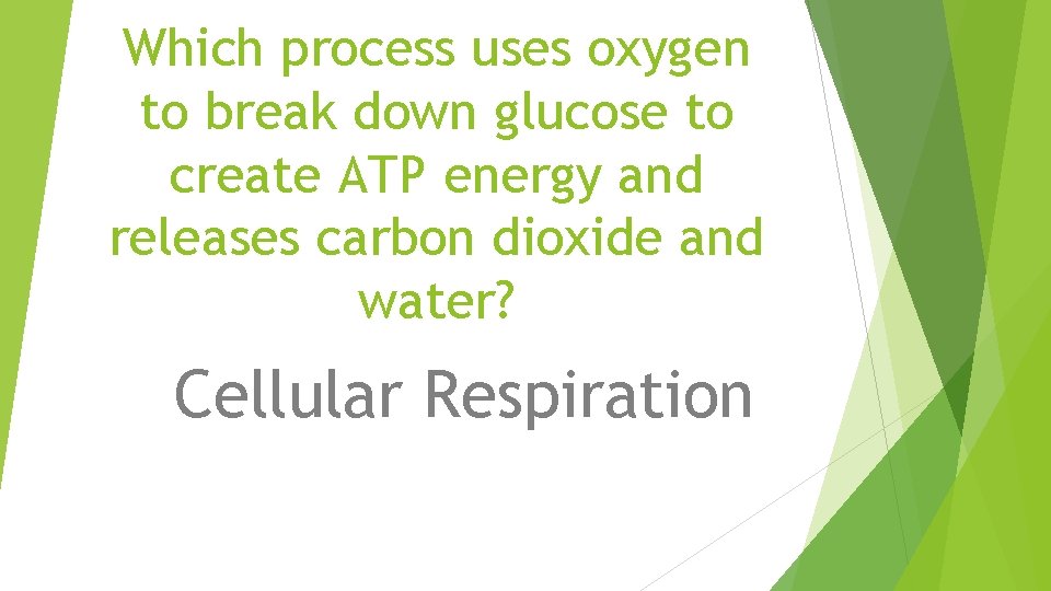 What is the process in which plants algae