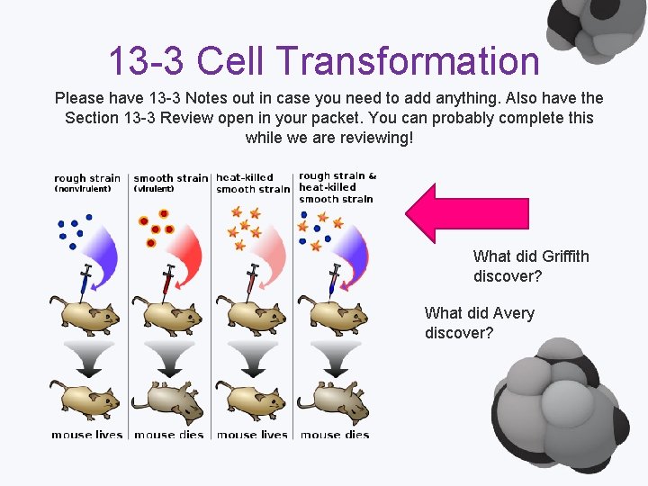 BIOTECHNOLOGY 01 DNA FINGERPRINTING GEL ELECTROPHORESIS Micropipette ...