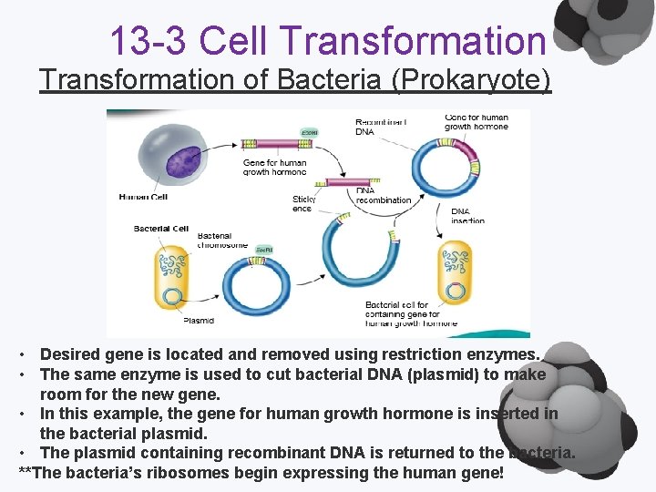 BIOTECHNOLOGY 01 DNA FINGERPRINTING GEL ELECTROPHORESIS Micropipette ...