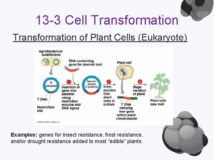 BIOTECHNOLOGY 01 DNA FINGERPRINTING GEL ELECTROPHORESIS Micropipette ...