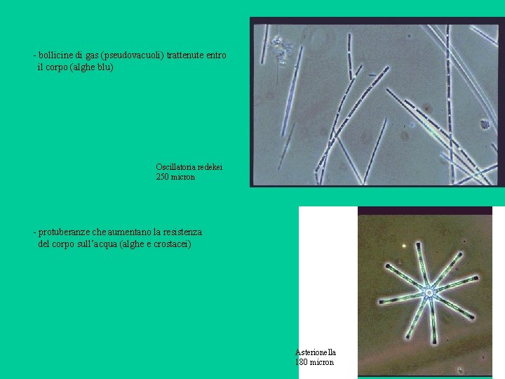 Plancton componenti ambiente adattamenti Plancton dal gr plankton