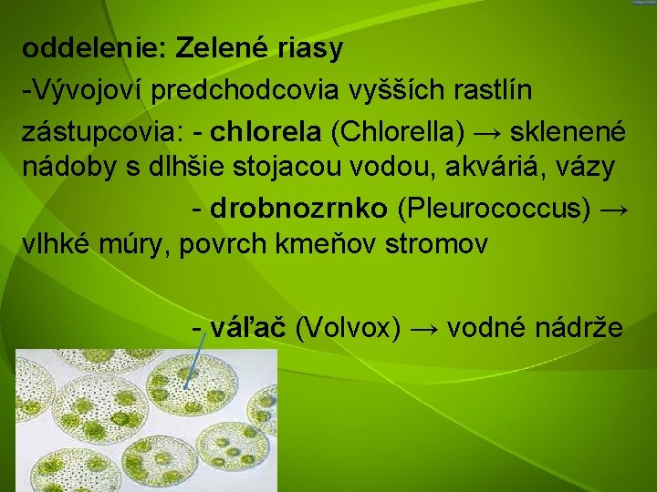 Mikroskopick riasy Algae spolu s jednobunkovmi ivonymi prvokmi