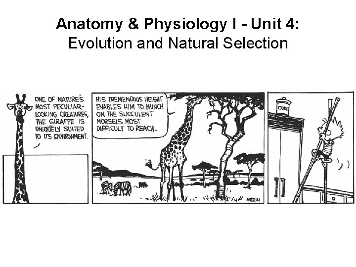 Anatomy Physiology I Unit 4 Evolution and Natural