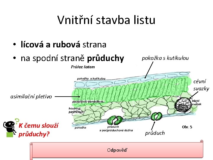List Stavba rostlinnho tla vypracovala Mgr Monika trejbarov