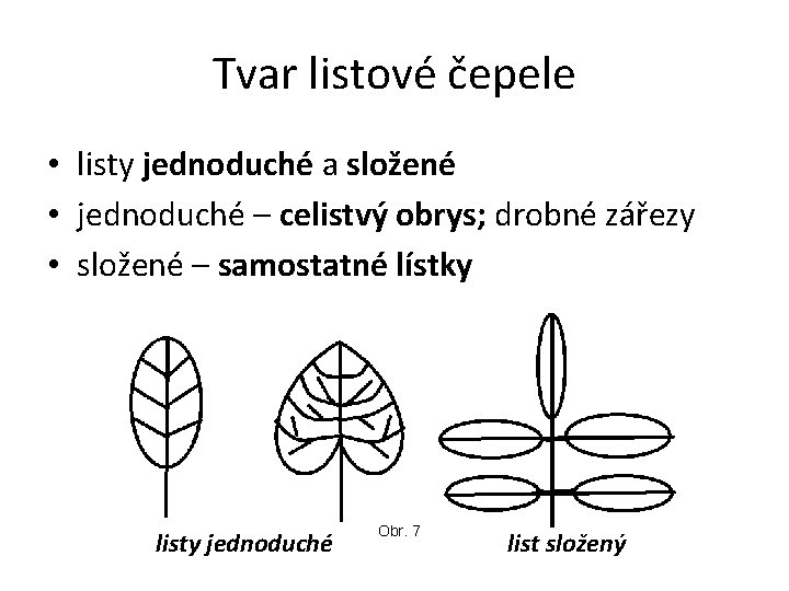 List Stavba rostlinnho tla vypracovala Mgr Monika trejbarov