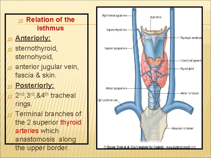 VISCERA OF THE NECK Thyroid Gland Parathyroid Trachea