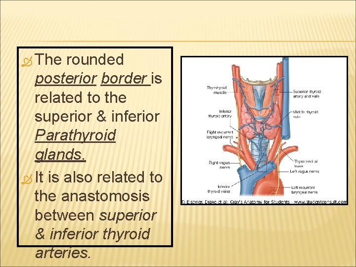 VISCERA OF THE NECK Thyroid Gland Parathyroid Trachea
