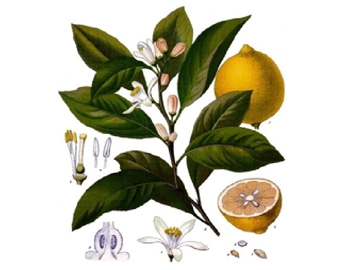 LIMUN LIMUN JE VONA VRSTA IZ GRUPE AGRUMA