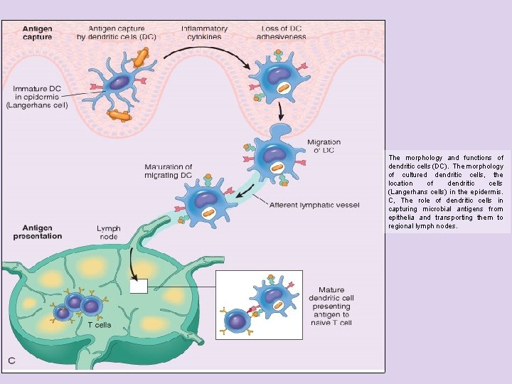 The morphology and functions of dendritic cells DC