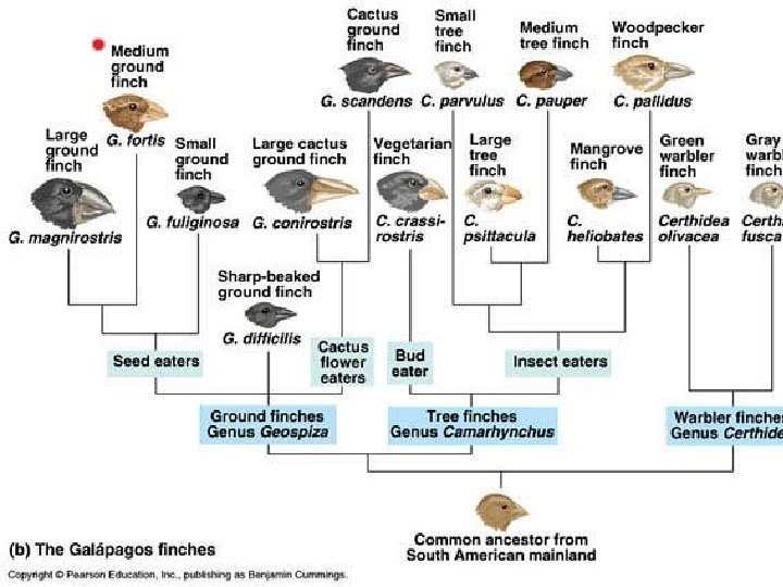 Natural Selection vs Selective Breeding Environmental and Human
