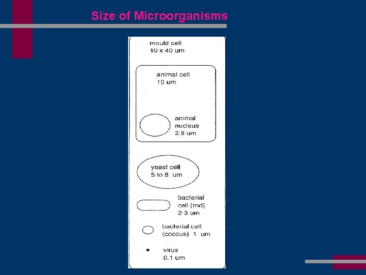 Food Microbiology 1 Unit 1 Taxonomy Historical Perspective