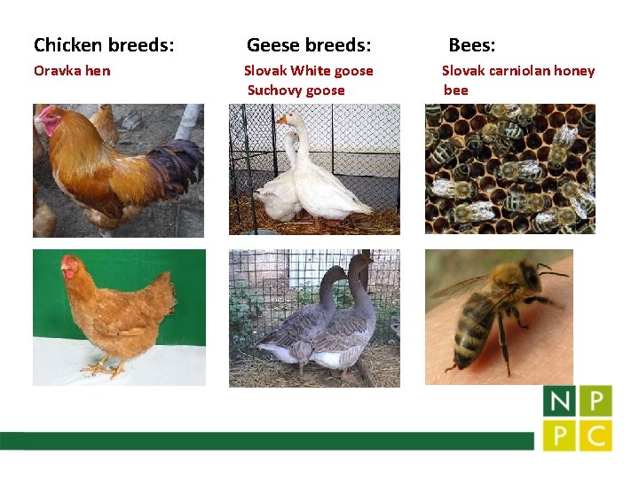New Slovak animal breeds Chrenek P Margetin M