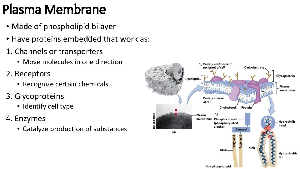 ORGANELLES Plasma Membrane Made of phospholipid bilayer Have