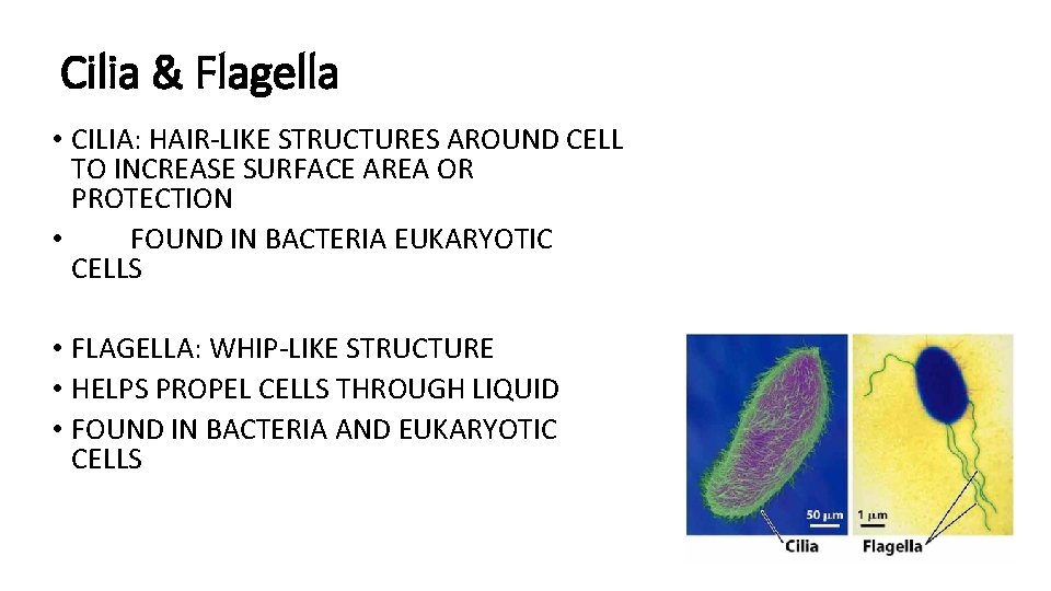 ORGANELLES Plasma Membrane Made of phospholipid bilayer Have
