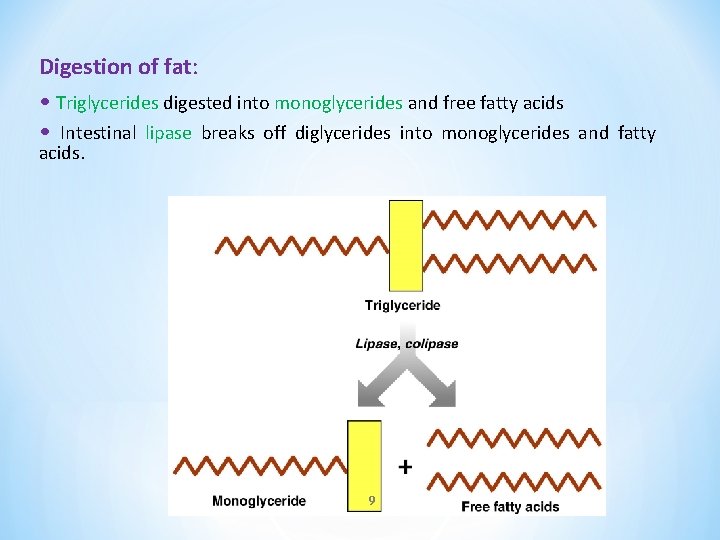 Digestive system What is the function of the