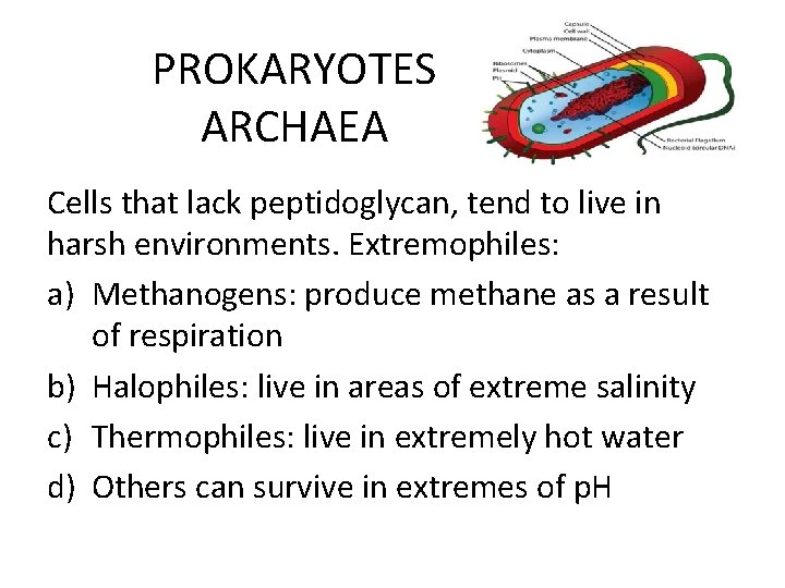 PROKARYOTES ARCHAEA Cells that lack peptidoglycan tend to