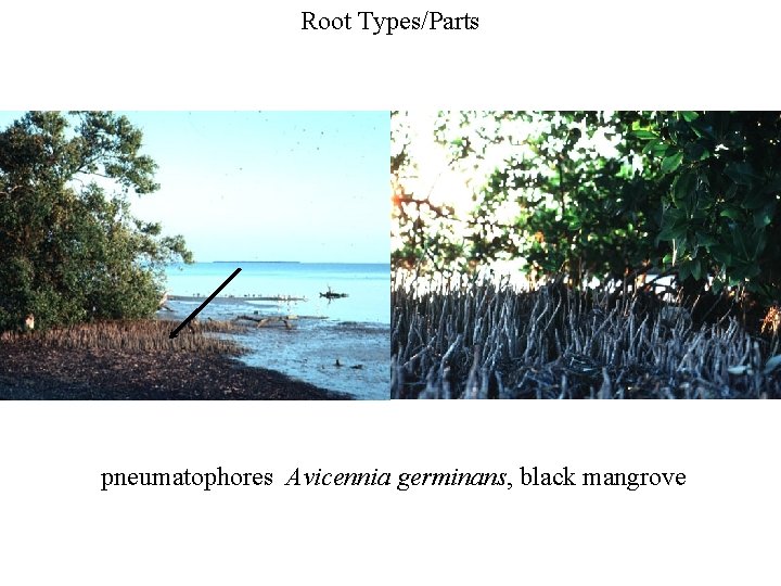 Plant Morphology Michael G Simpson Plant Structure Terms