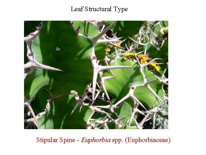 Plant Morphology Michael G Simpson Plant Structure Terms