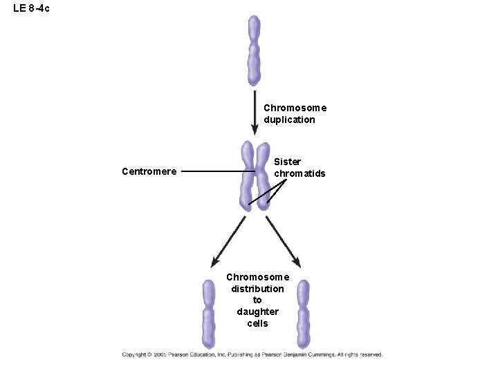 CONNECTIONS BETWEEN CELL DIVISION AND REPRODUCTION 8 1