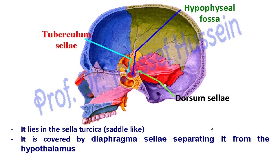 Suprarenal gland Suprarenal glands Shape Lower border Hilum
