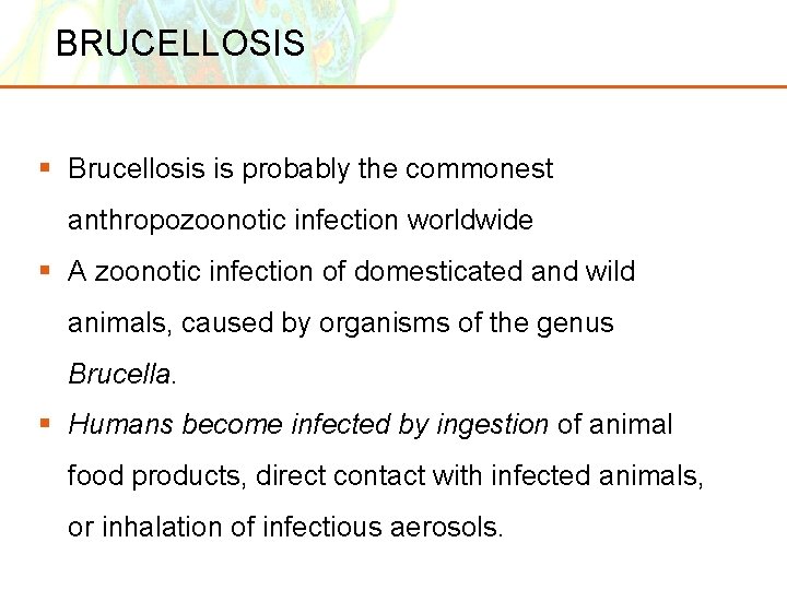 BRUCELLOSIS Meral SNMEZOLU MD Yeditepe University Hospital Professor