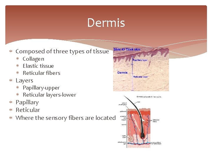 Integumentary System By Savannah Nash Gatwech Both and