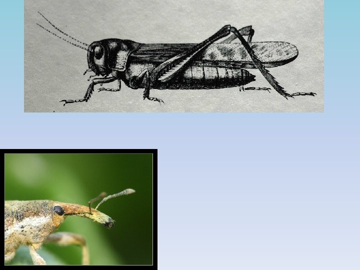 Plagas enfermedades y malas hierbas Las plantas pueden