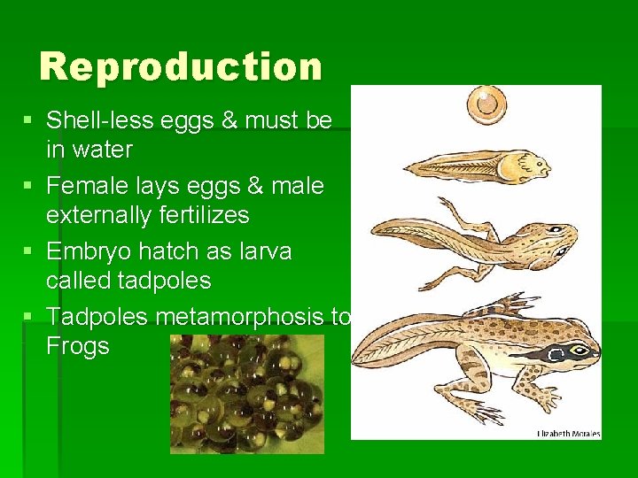 Amphibian What is an Amphibian Vertebrate Live in