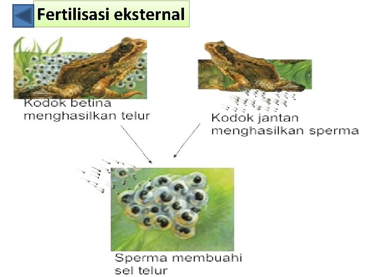 Proses pembentukan gamet Siklus Menstruasi Dan Fertilisasi Nesti