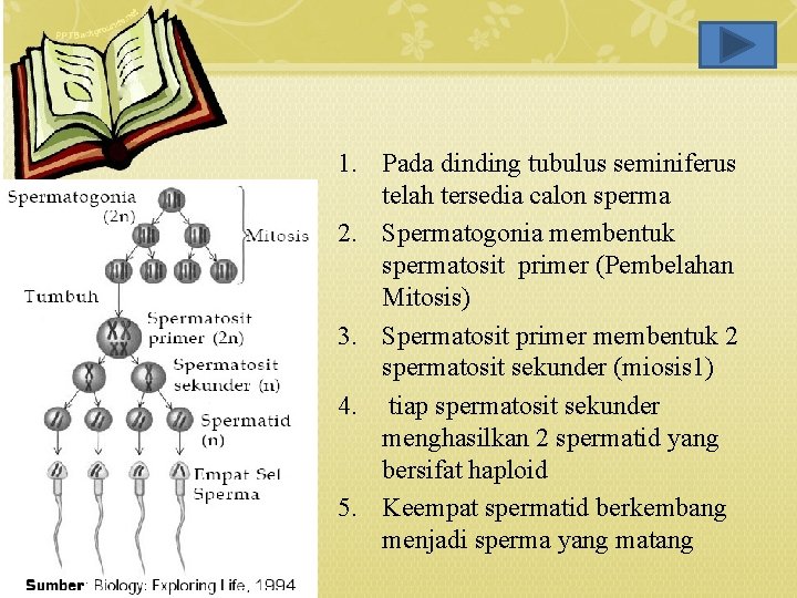 Proses pembentukan gamet Siklus Menstruasi Dan Fertilisasi Nesti