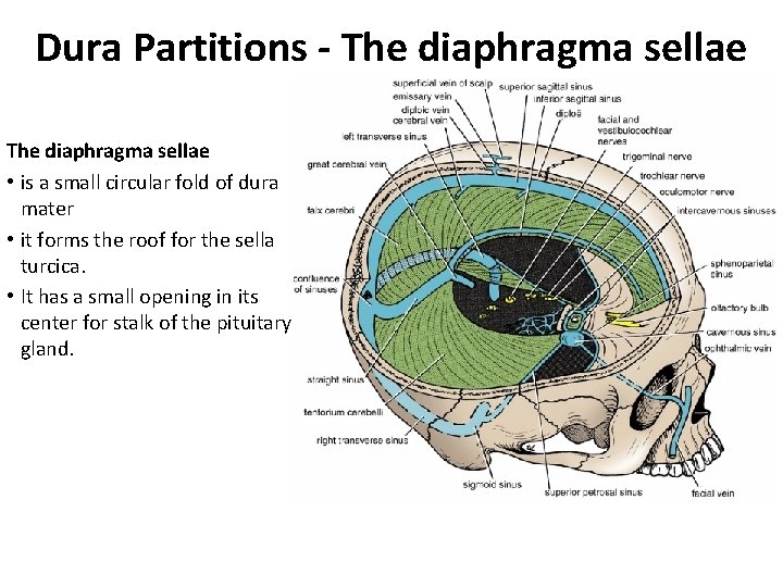 The Meninges Head Neck Unit Lecture 3 The