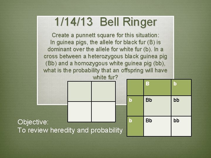 11413 Bell Ringer Create a punnett square for